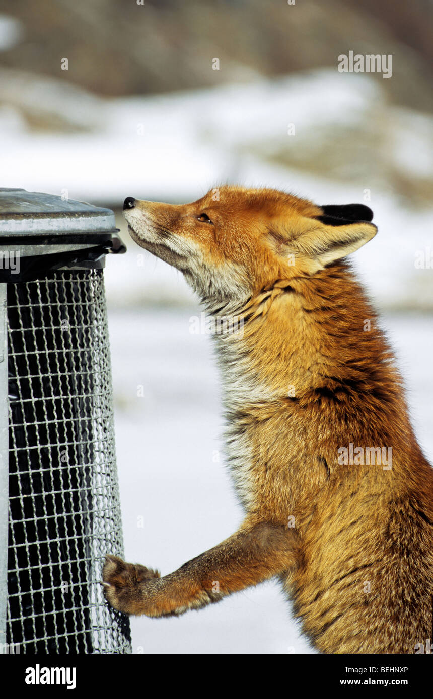 Fox Bin High Resolution Stock Photography and Images - Alamy