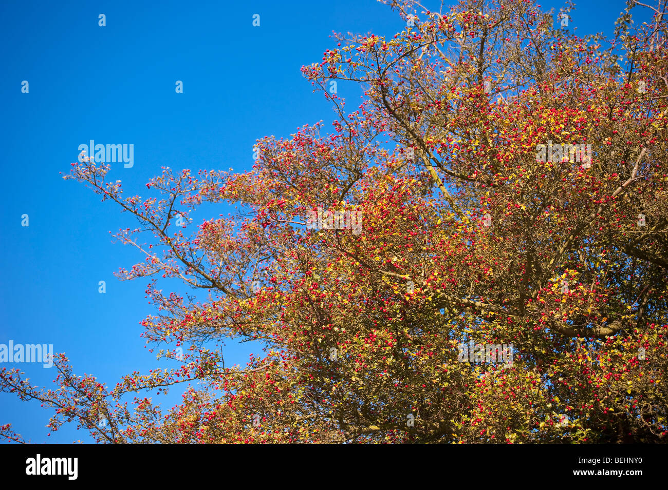 English red hawthorn hi-res stock photography and images - Alamy