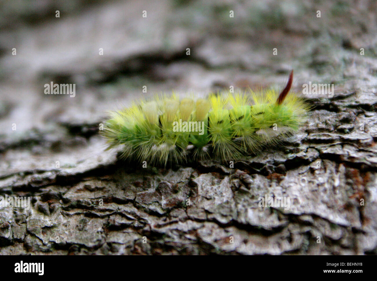 Caterpillar of the Pale Tussock Moth or Red-tail Moth, Calliteara ...