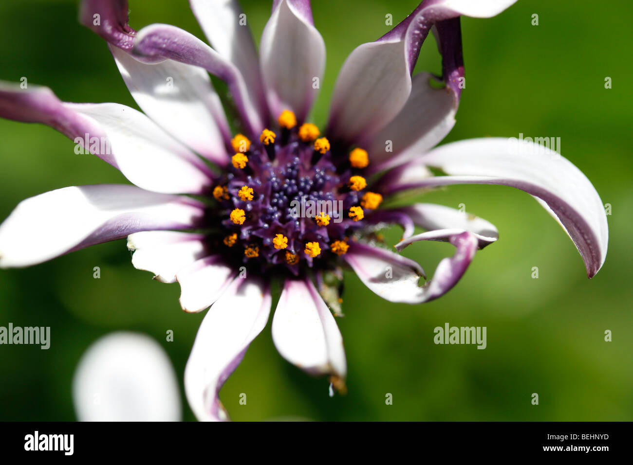 Weather beaten African Daisy Stock Photo - Alamy