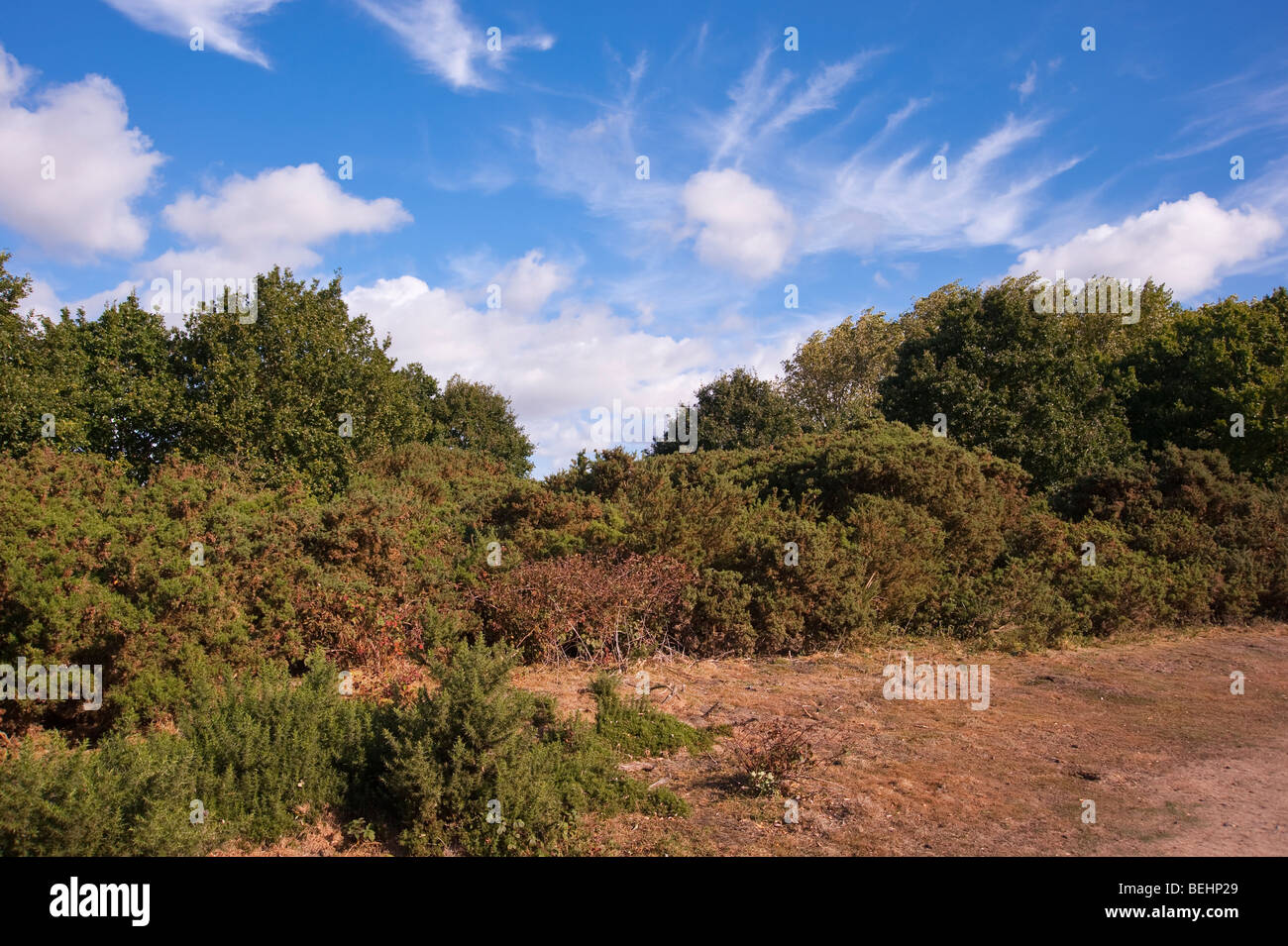 The common in Beccles , suffolk , Uk Stock Photo - Alamy