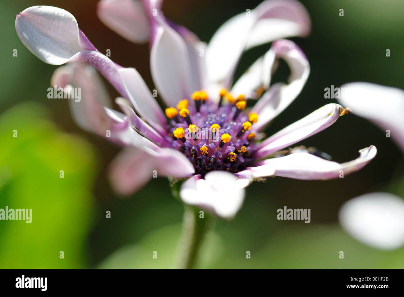 Weather beaten African Daisy Stock Photo - Alamy