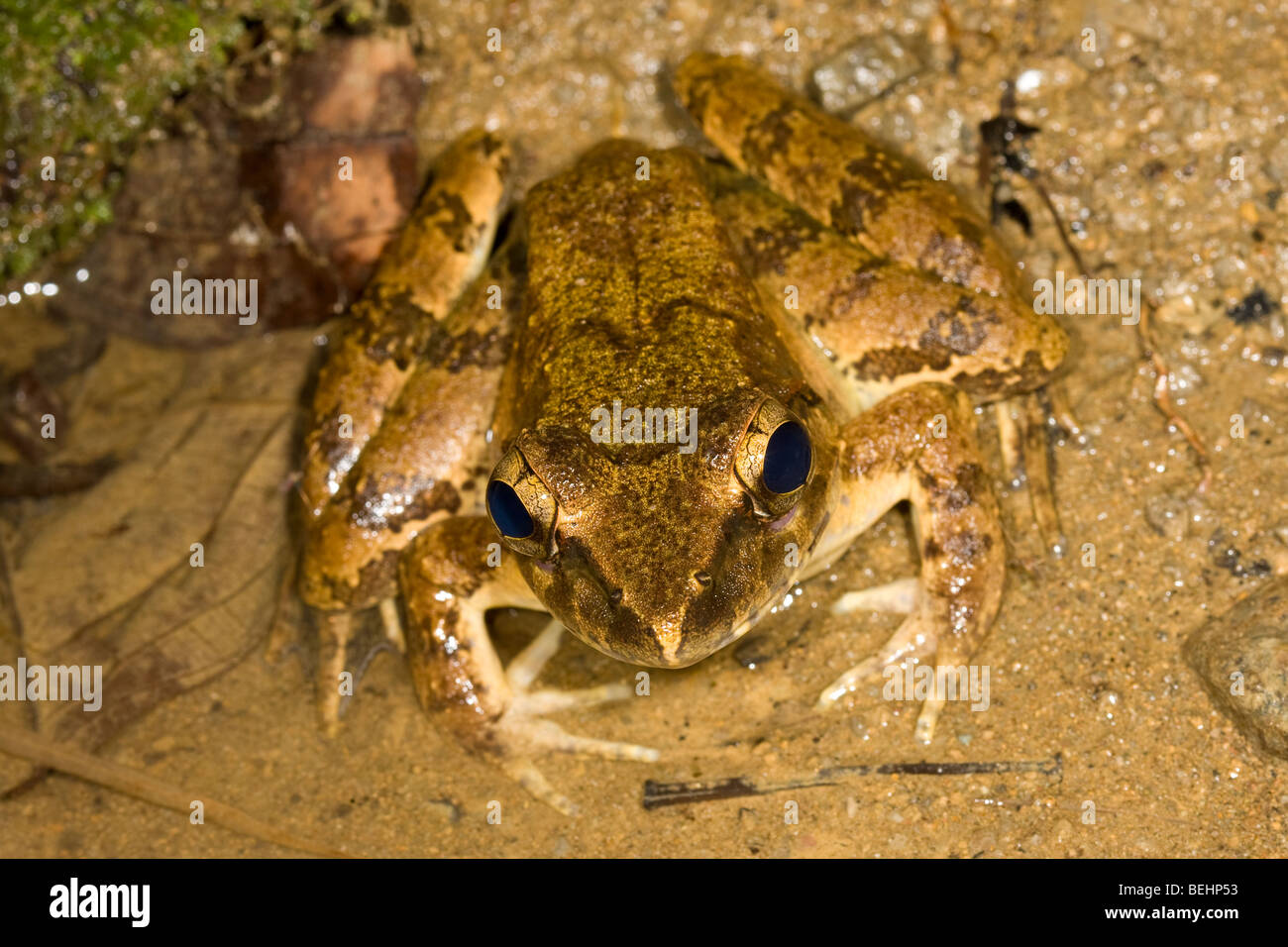 Giant River Frog, Danum Valley, Borneo Stock Photo - Alamy