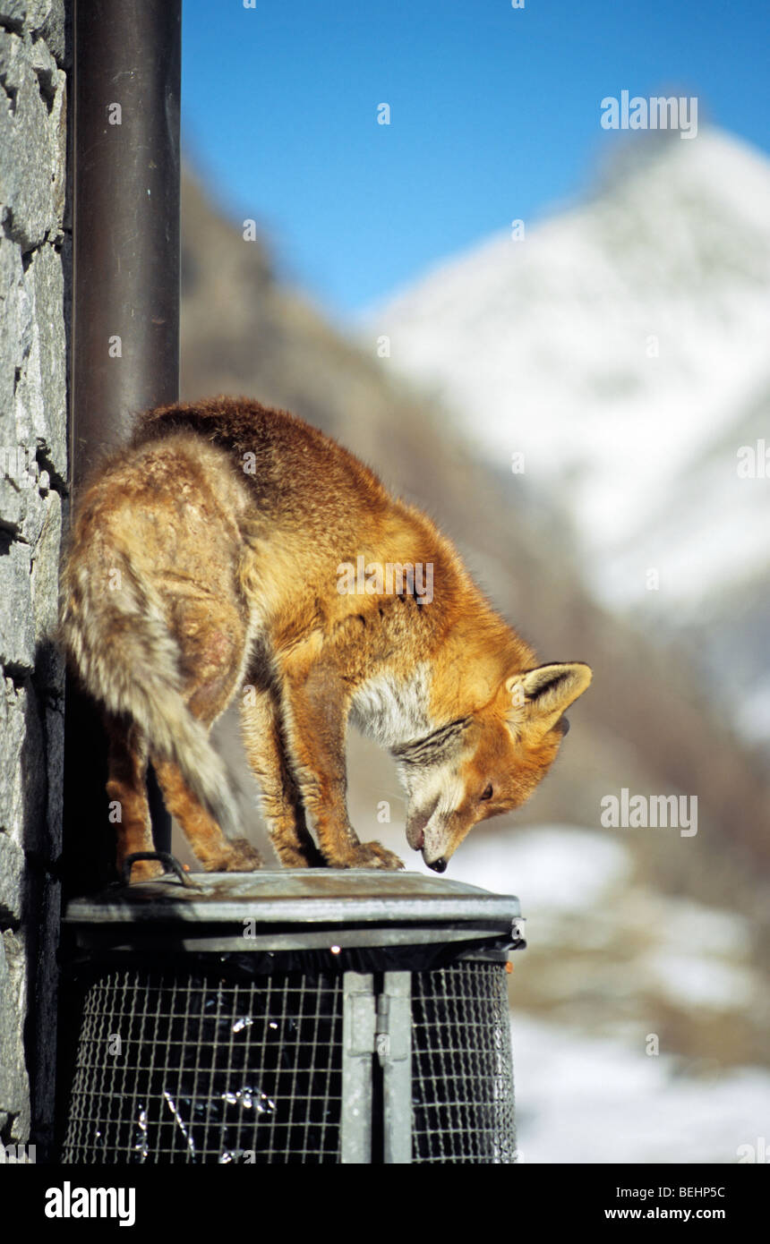 Red fox (Vulpes vulpes) infected with scab searching food by sniffing ...