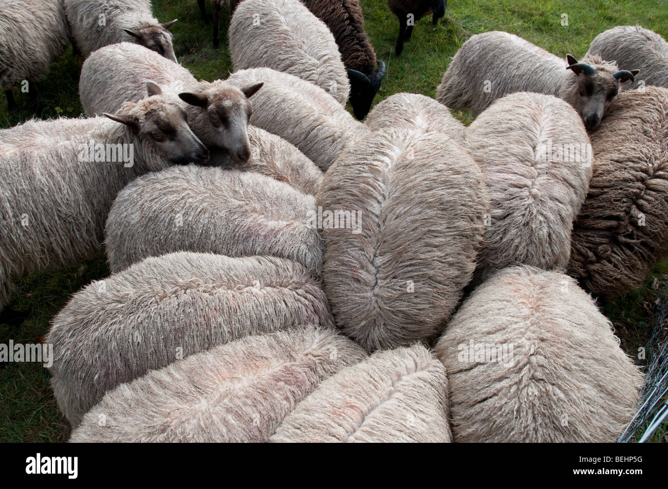 Sheep scrum hi-res stock photography and images - Alamy