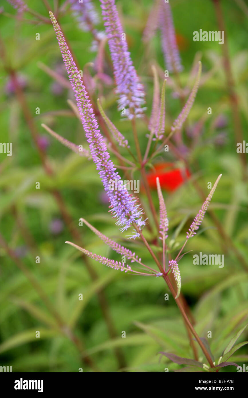 Culver's Root, Culver's-root, Culverpsyic, Culver's Physic, Bowman's ...