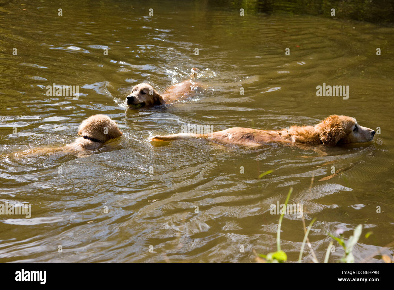 Retriever retrieving bumper hi-res stock photography and images - Alamy