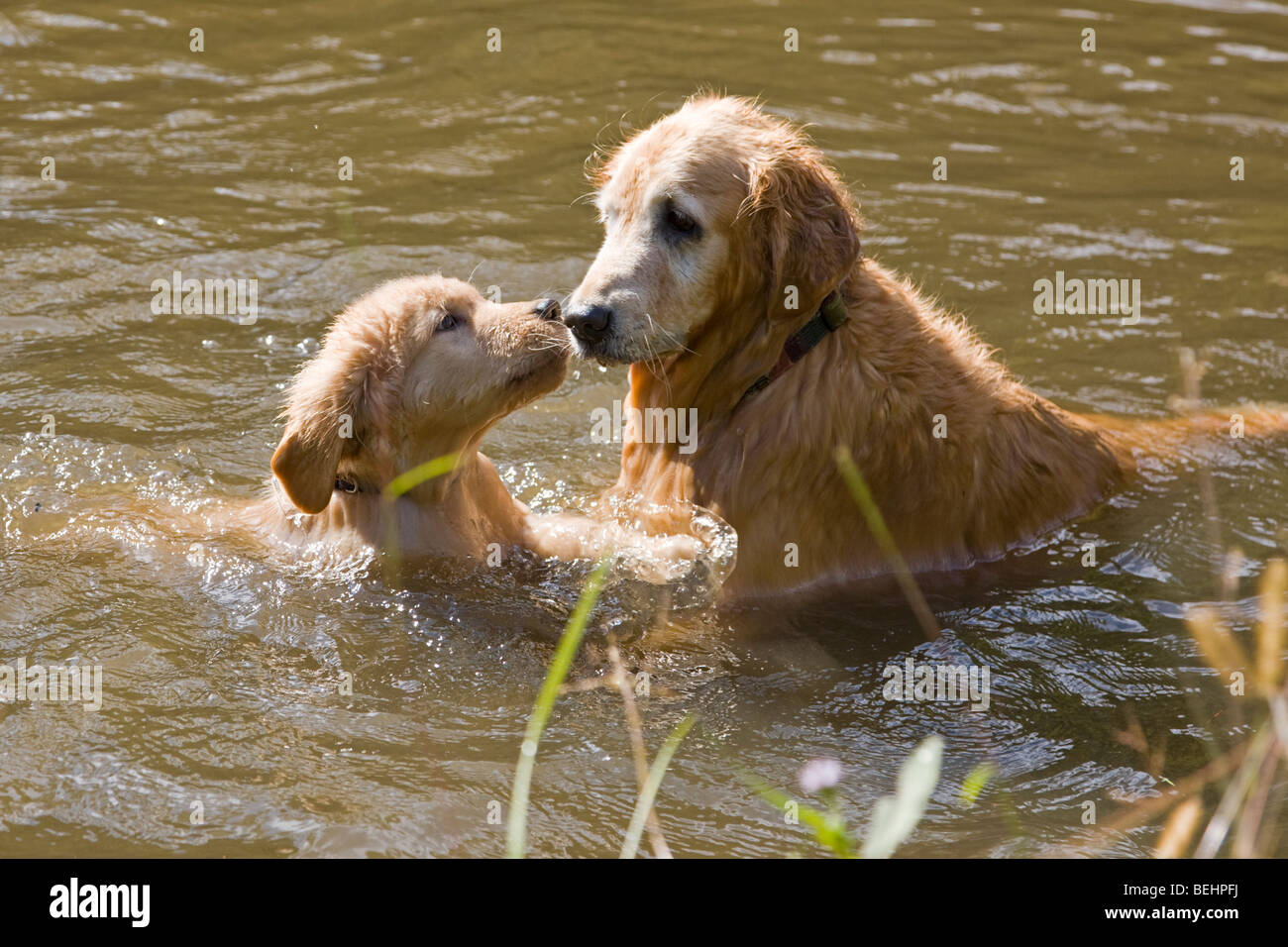 Puppy golden retriever twelve hi-res stock photography and images - Alamy