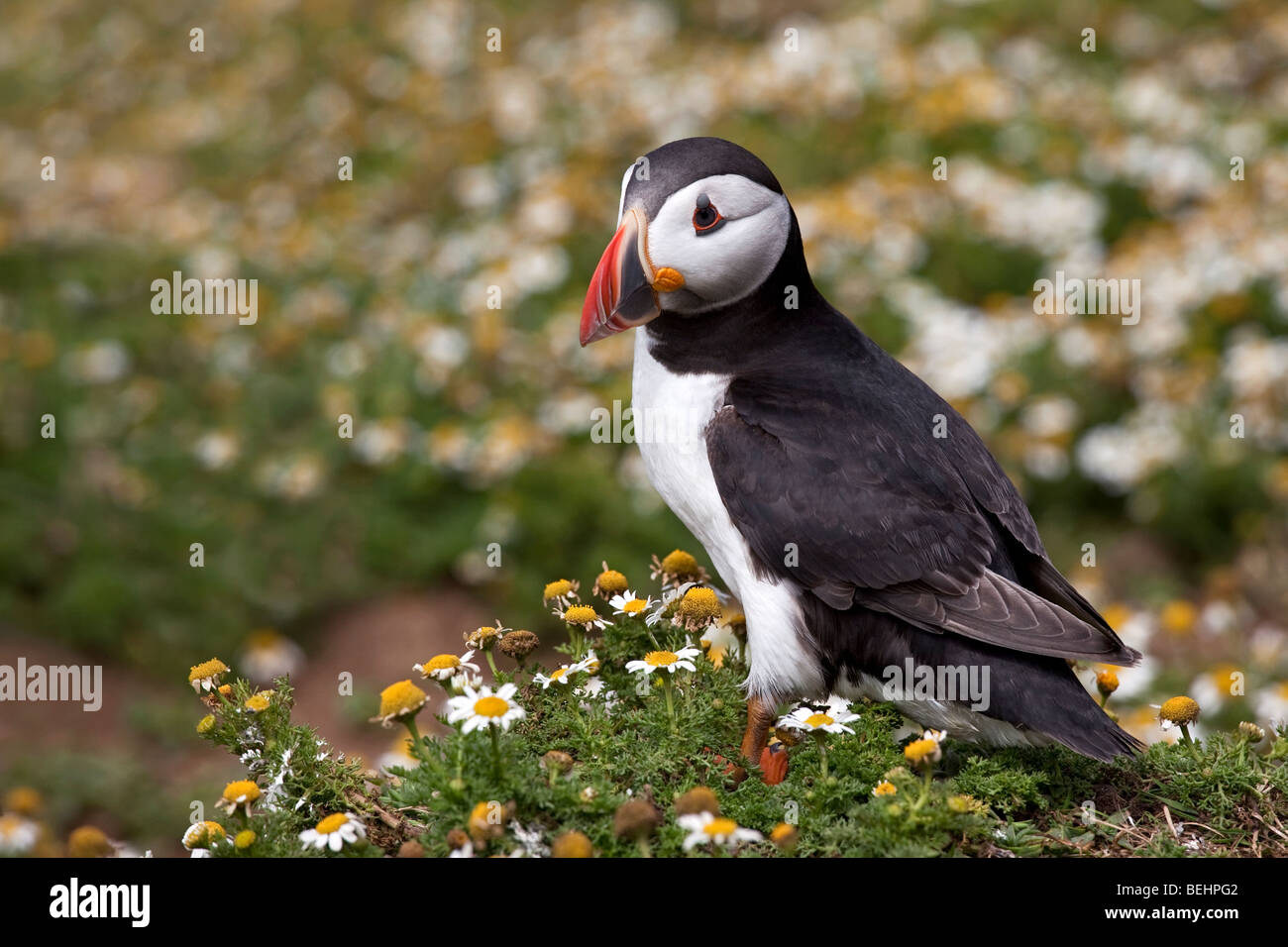 Puffin standing between flowers Stock Photo - Alamy