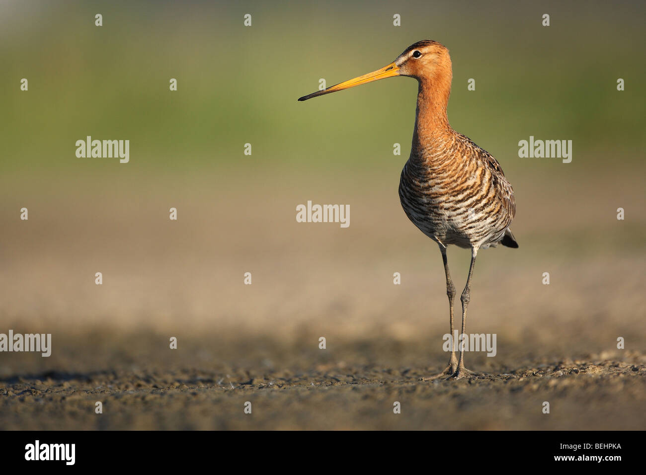 Black tailed godwit portrait hi-res stock photography and images - Alamy
