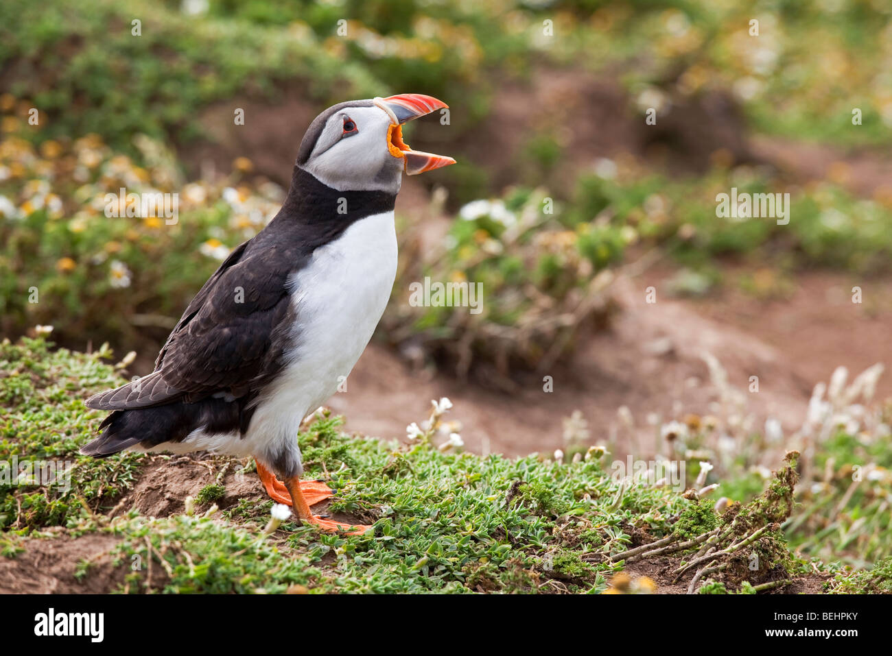 Standing puffin hi-res stock photography and images - Alamy