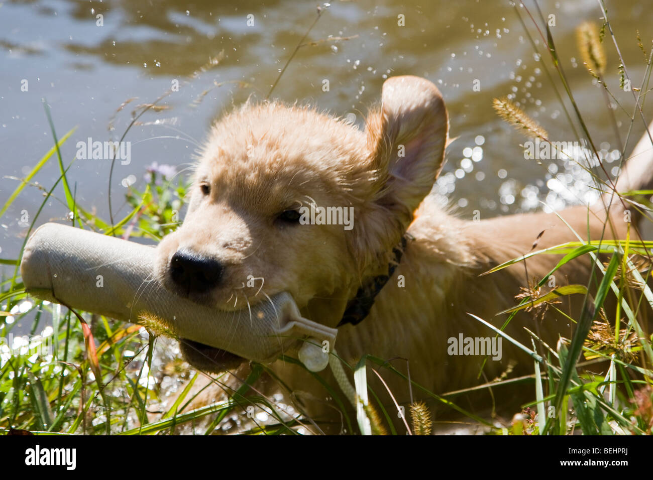 Puppy golden retriever twelve hi-res stock photography and images - Alamy