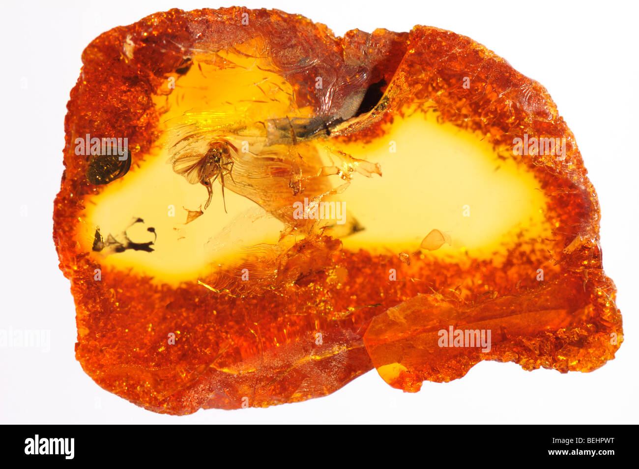 Prehistoric fly preserved in Baltic amber Stock Photo - Alamy