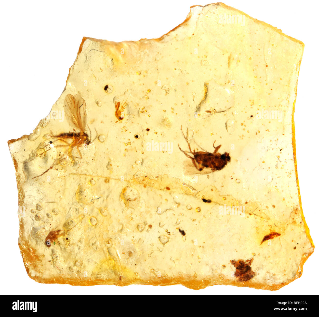 Copal hi-res stock photography and images - Alamy