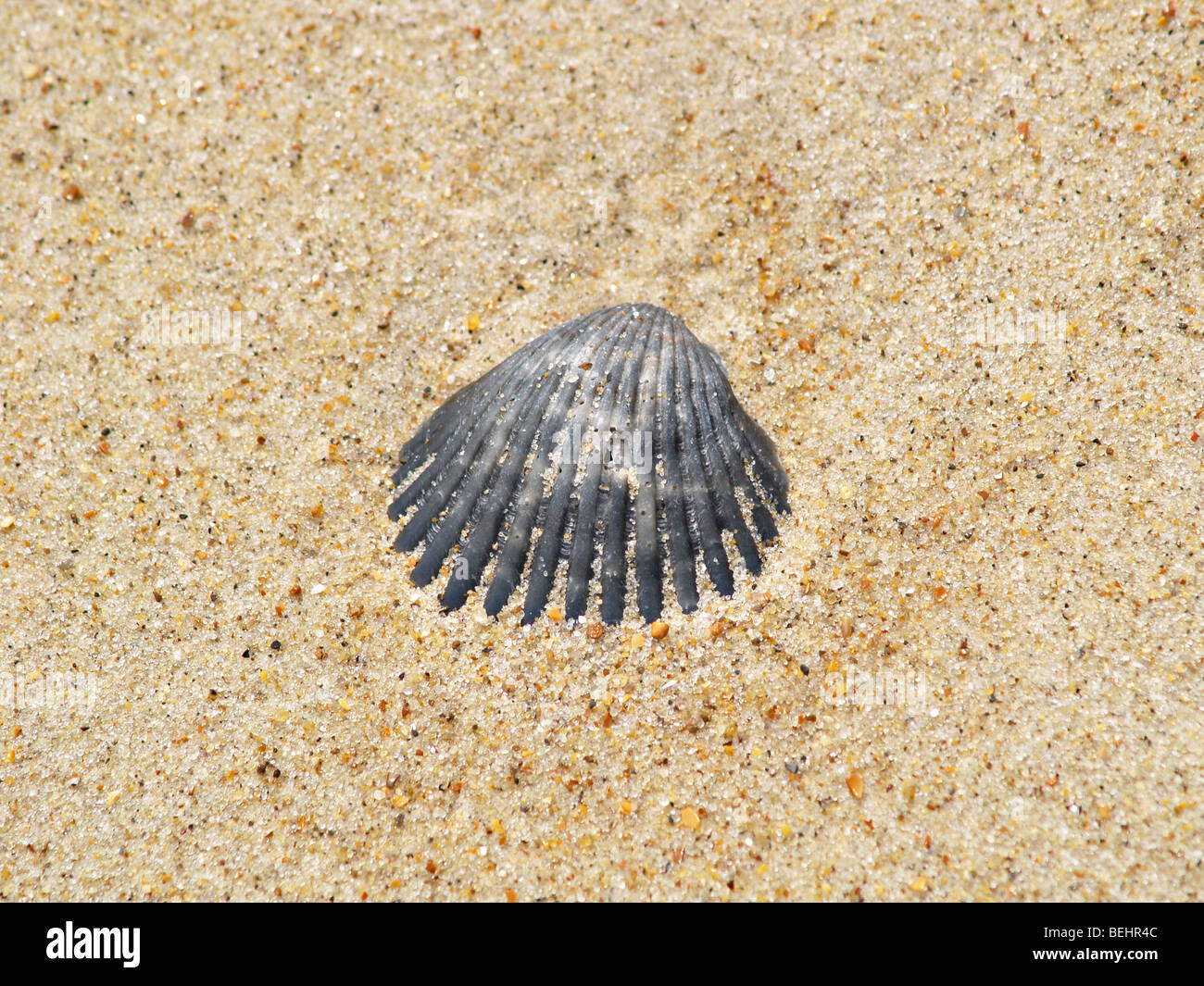 Dark scallop shell laying on the warm sand at the beach Stock Photo - Alamy