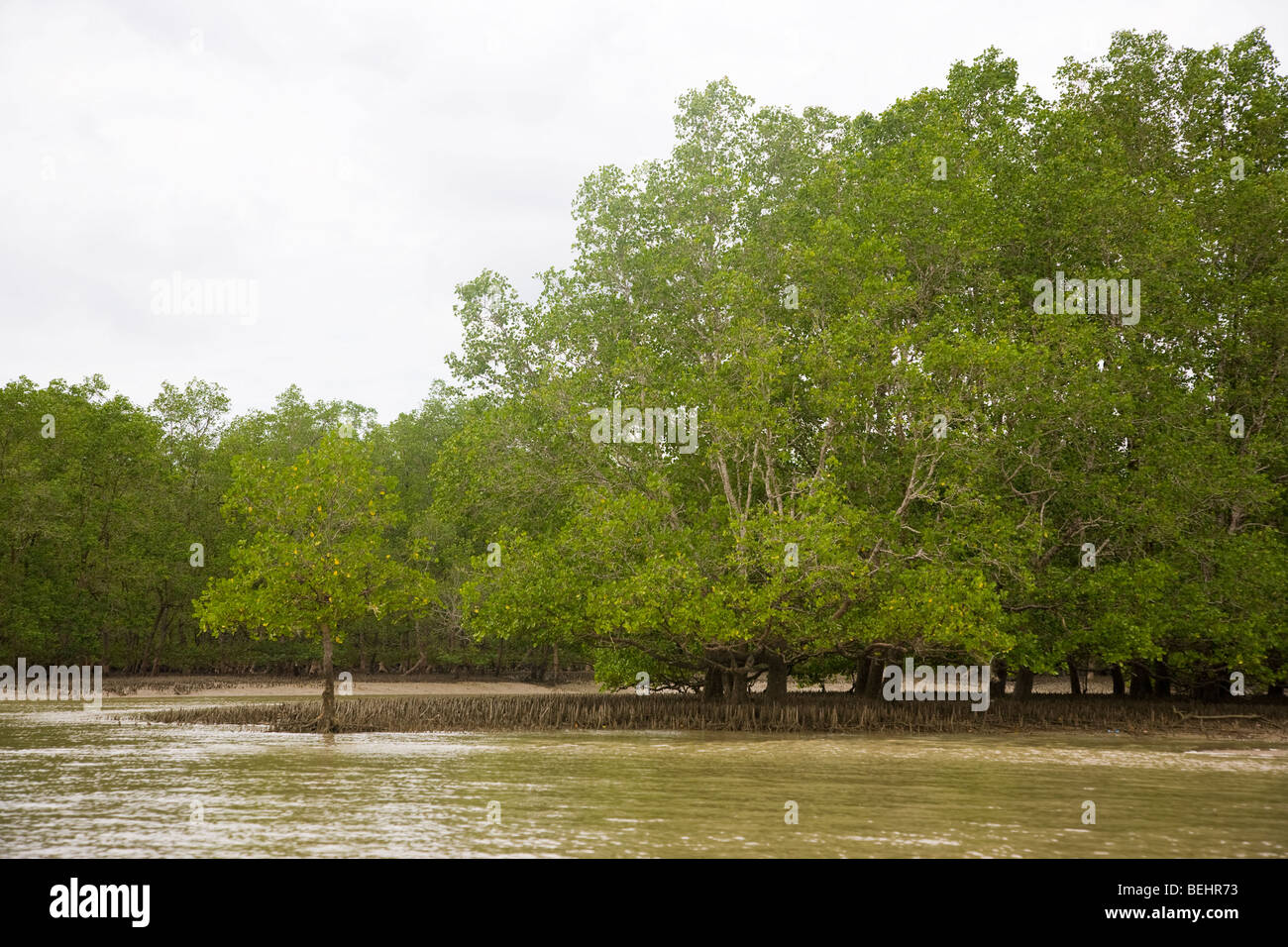 Coastal mangrove swamp, Sarawak, Borneo Stock Photo - Alamy