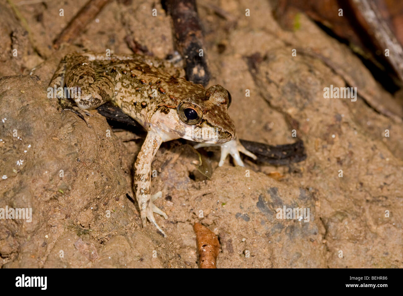 Rough Guardian Frog, Danum Valley, Borneo Stock Photo - Alamy
