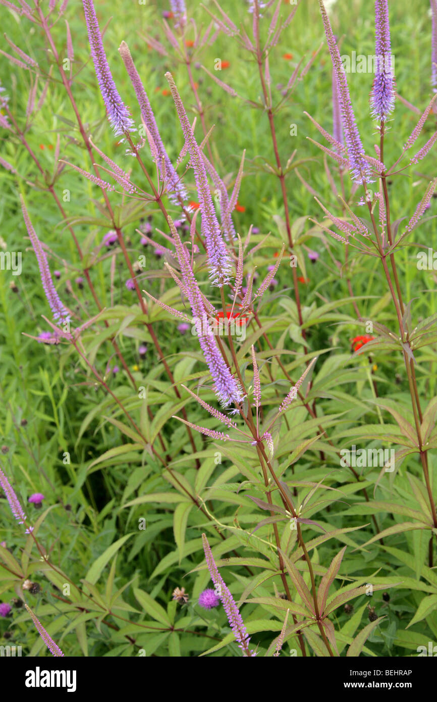 Culver’s root ‘fascination’ hi-res stock photography and images - Alamy
