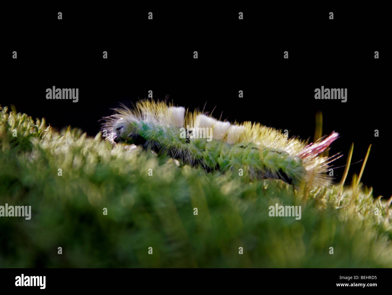 Caterpillar of the Pale Tussock Moth or Red-tail Moth, Calliteara ...