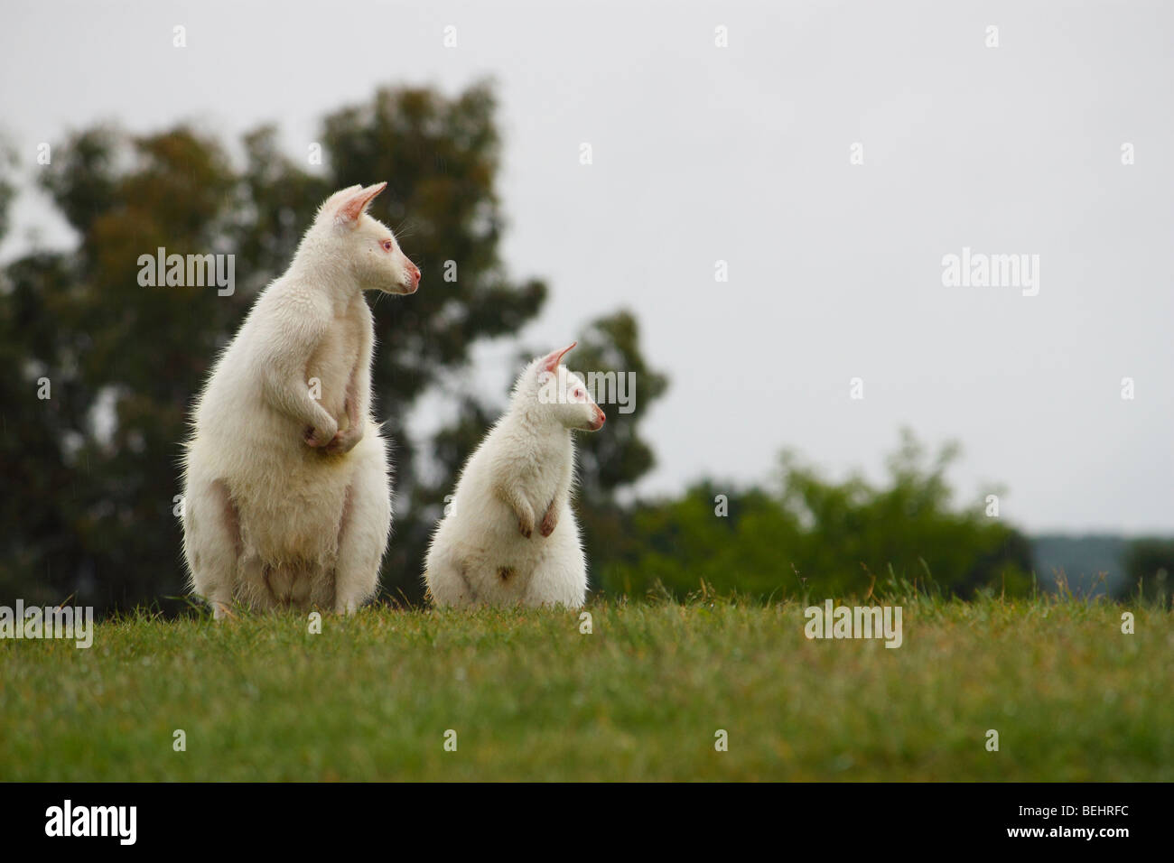 Two white albino wallabies on a hill Stock Photo - Alamy