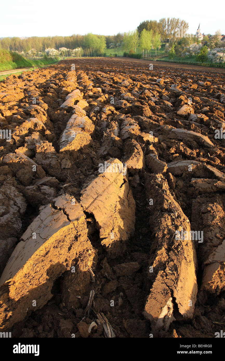 Broken earth of ploughed field, Haspengouw, Belgium Stock Photo - Alamy