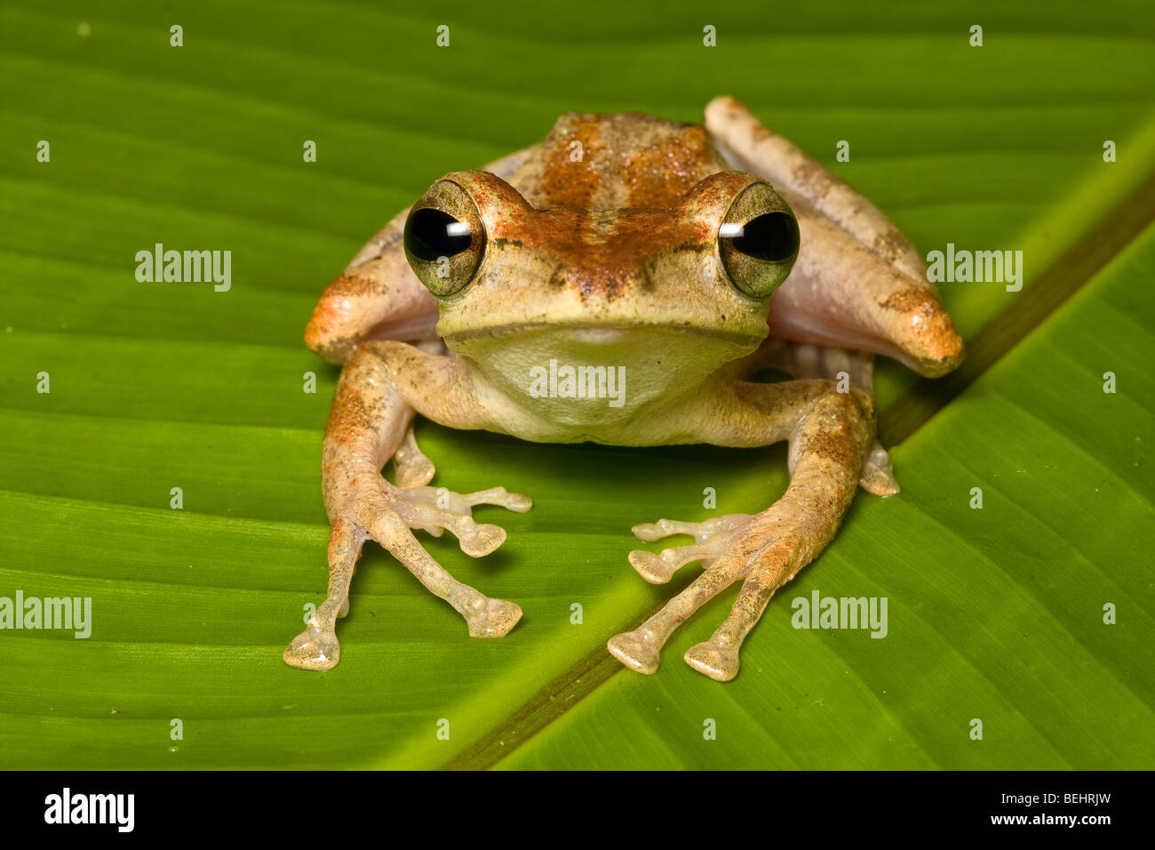 Eared tree frog hi-res stock photography and images - Alamy