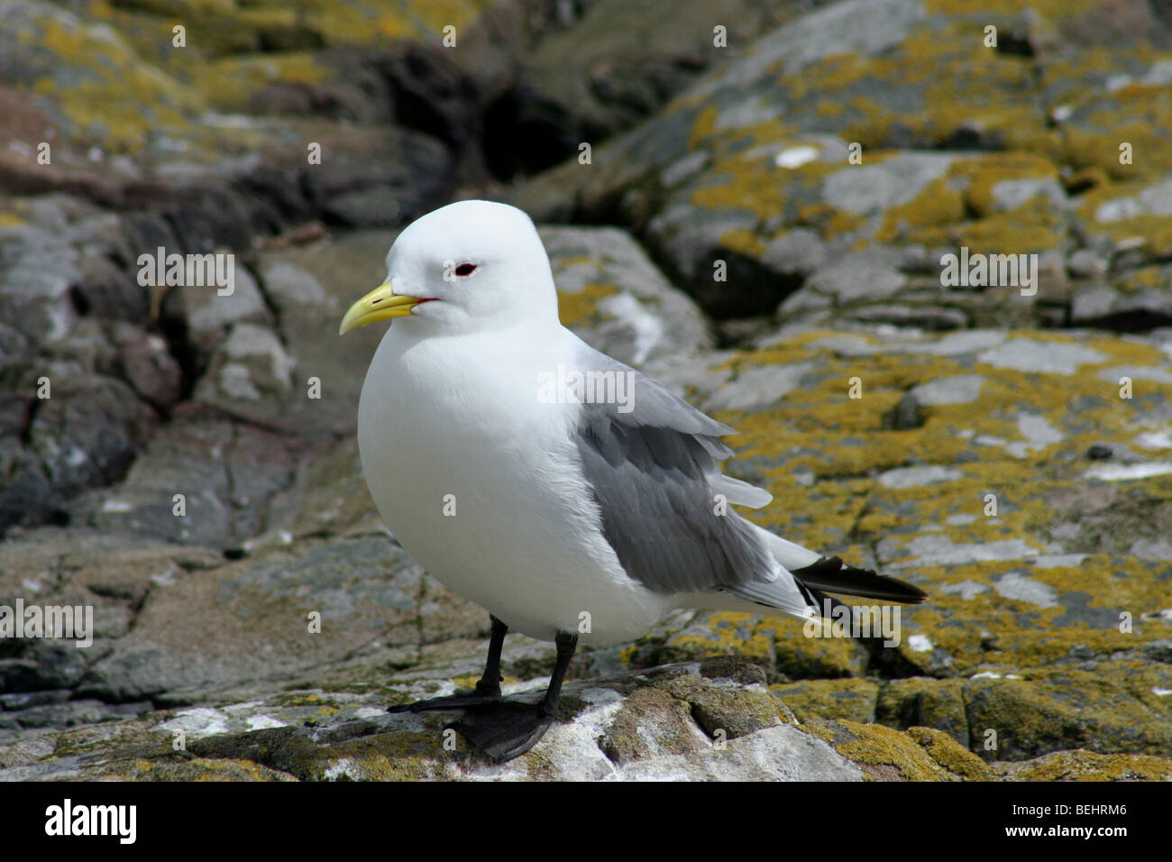 Kittiwake farne islands england hi-res stock photography and images - Alamy
