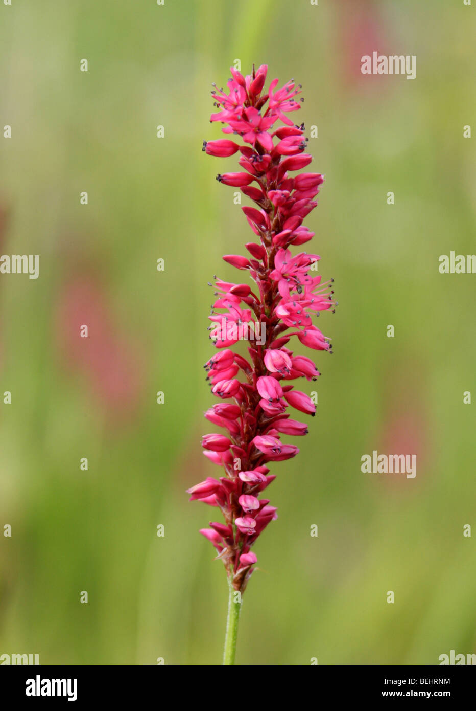 Mountain Fleece, Persicaria Bistorta amplexicaulis 'Firetail' Stock ...