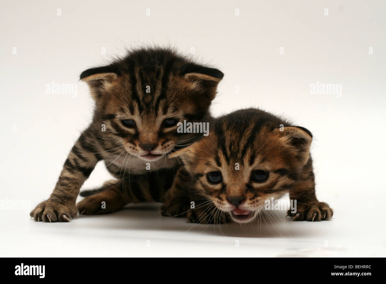 Cutout of two one week old kittens on white background Stock Photo - Alamy
