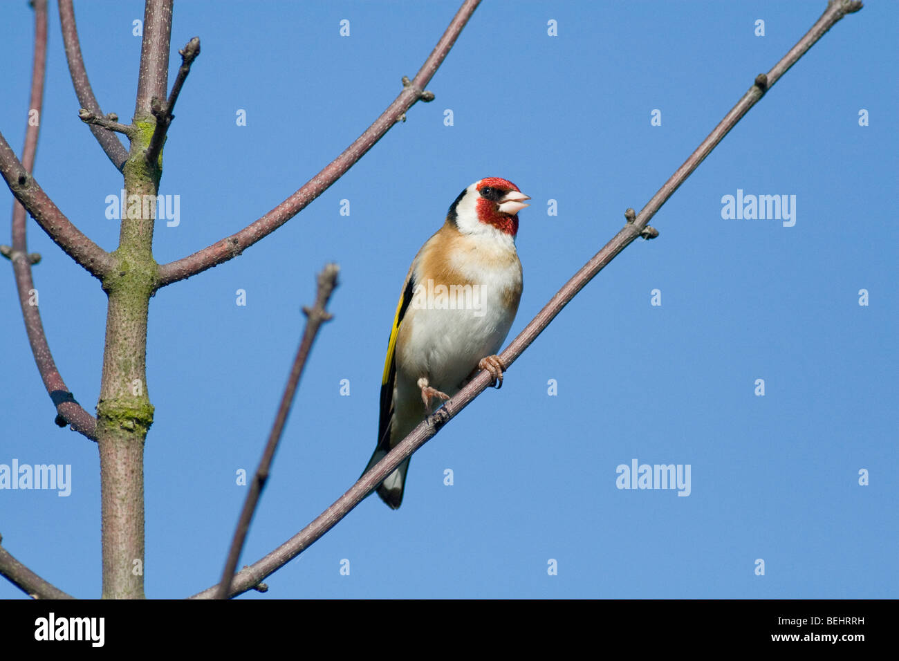 Finch in tree hi-res stock photography and images - Alamy