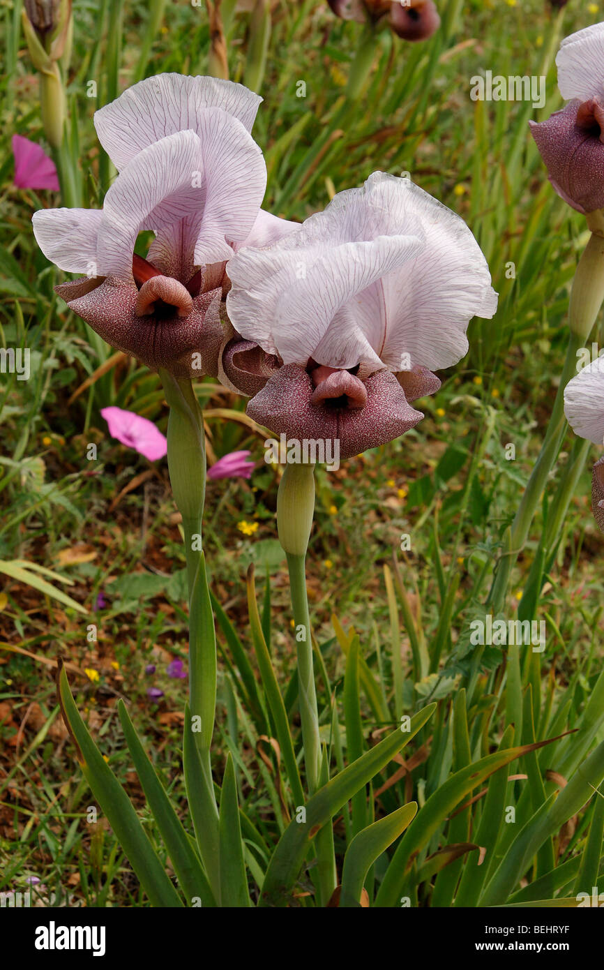 Aril Iris (Iris Samariae) blooming in Samaria Stock Photo - Alamy