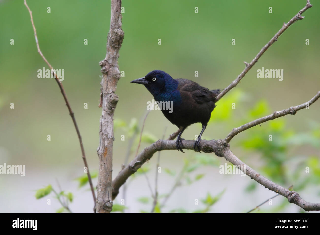 Female common grackle hi-res stock photography and images - Alamy
