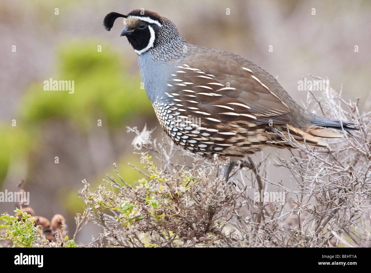 California Quail male (Callipepla californica), Abbotts lagoon, Point ...