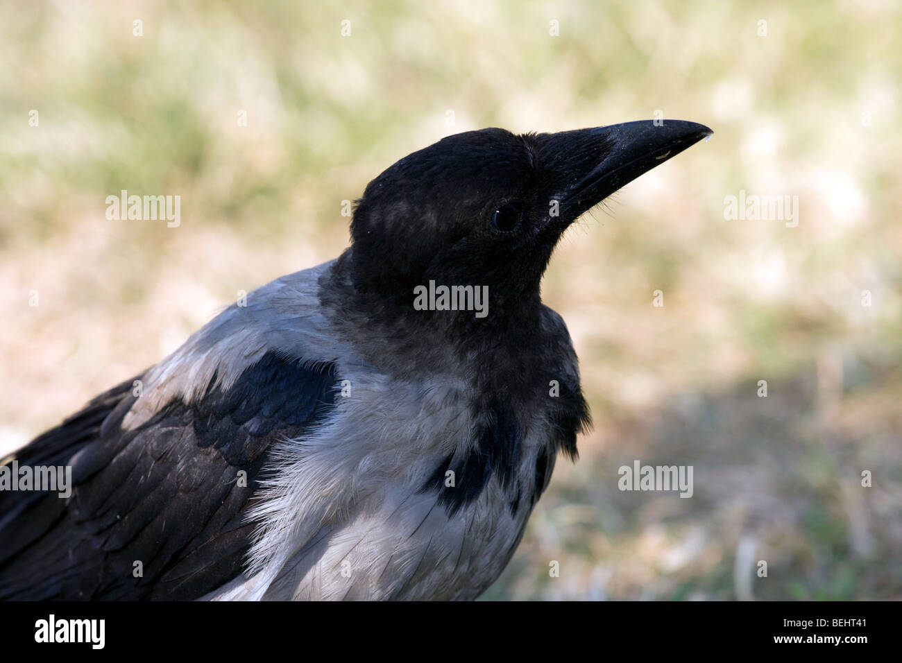 Raven head hi-res stock photography and images - Alamy