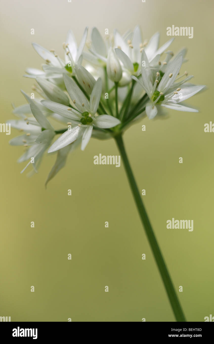 Flowers of Wild garlic / Ransom (Allium ursinum) close-up, Belgium ...