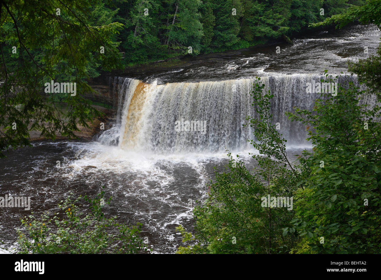 Green trees branches nature summer wild woods forestgreen trees hi-res ...