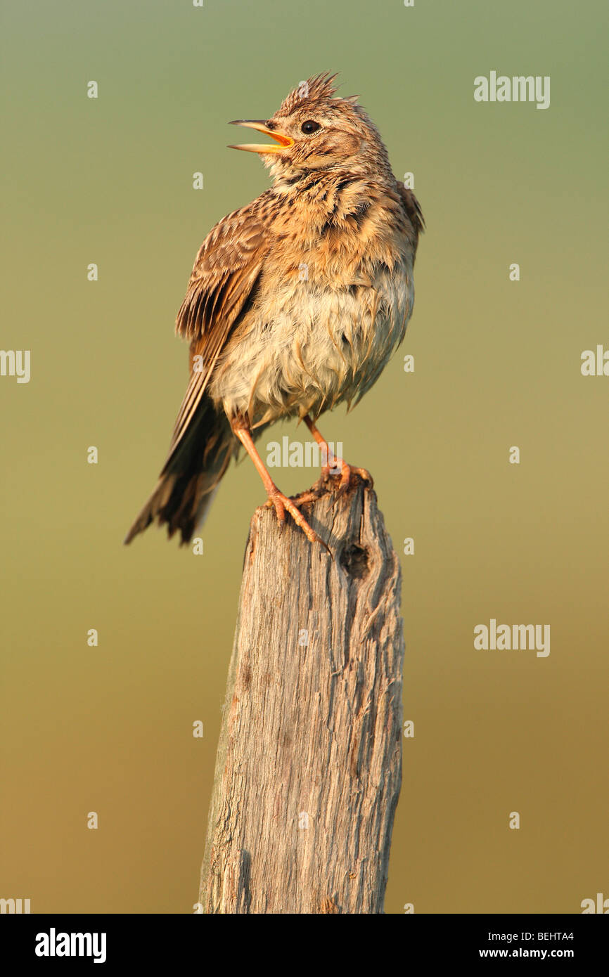 Skylark bird hi-res stock photography and images - Alamy