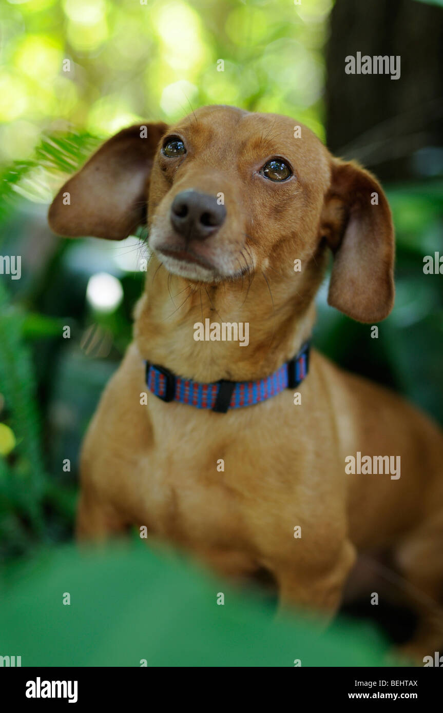 Dachshund with floppy ears hi-res stock photography and images - Alamy