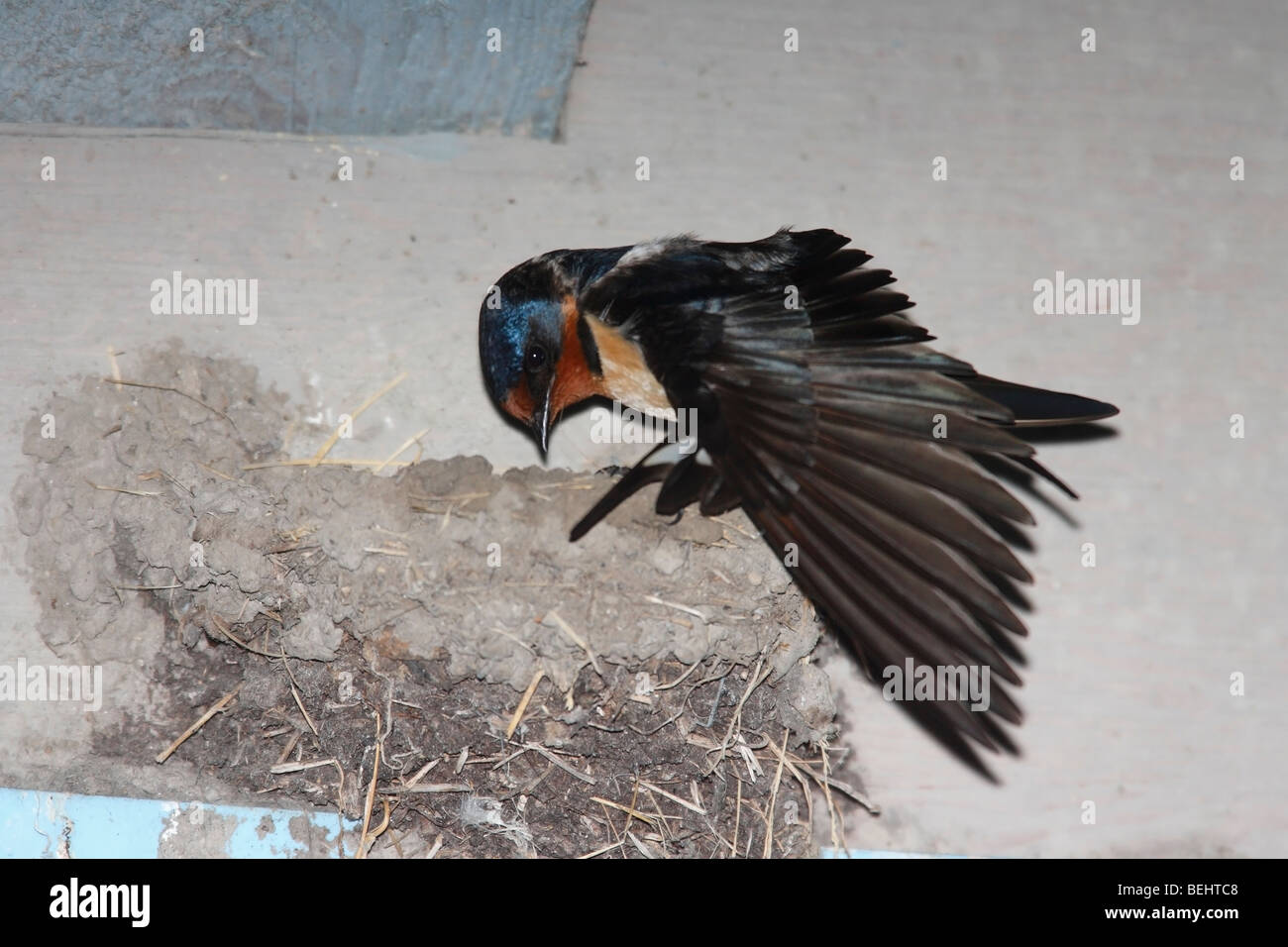 Barn swallow nest hi-res stock photography and images - Alamy