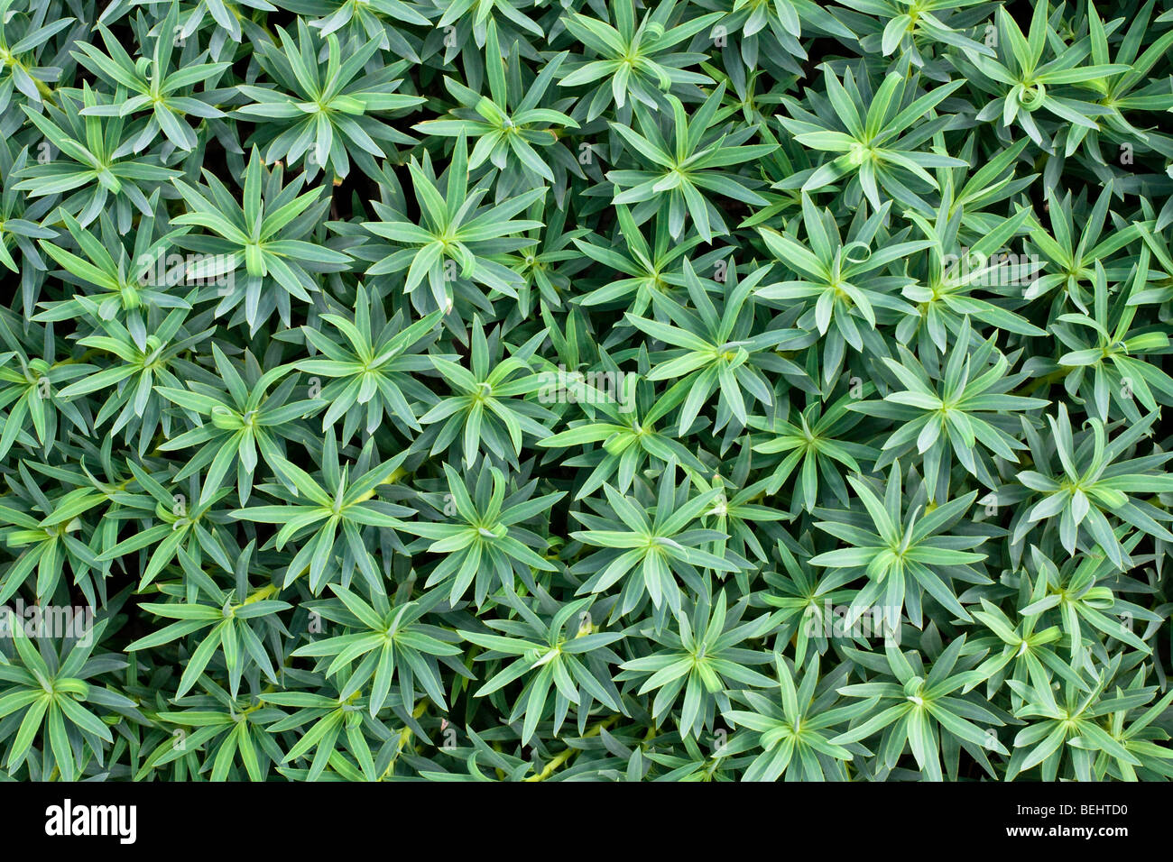 wild bush displaying natural geometry Stock Photo - Alamy