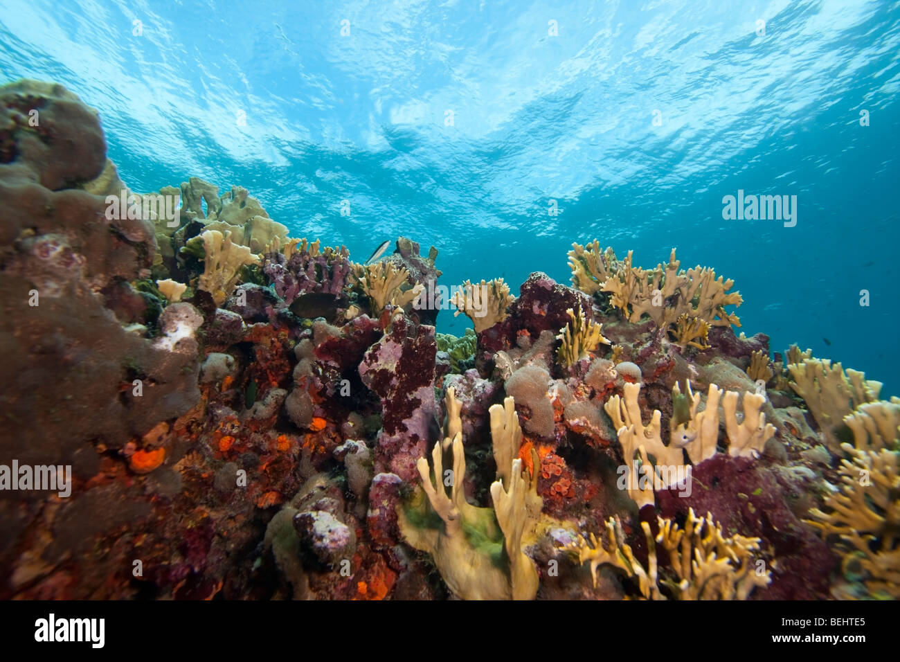 Blade Fire Coral (Millepora complanata) on a tropical reef, Bonaire ...