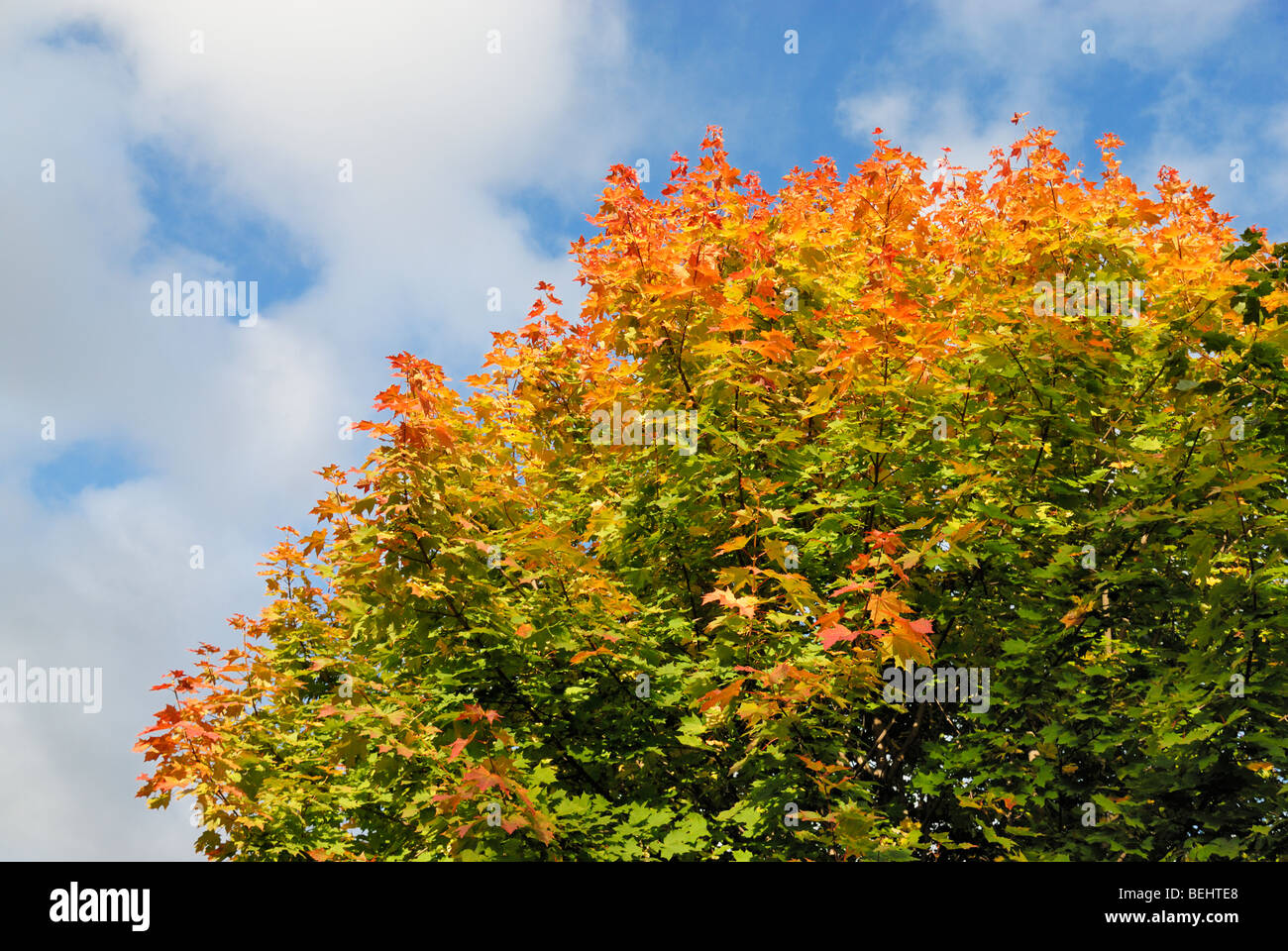 Crone of tree hi-res stock photography and images - Alamy