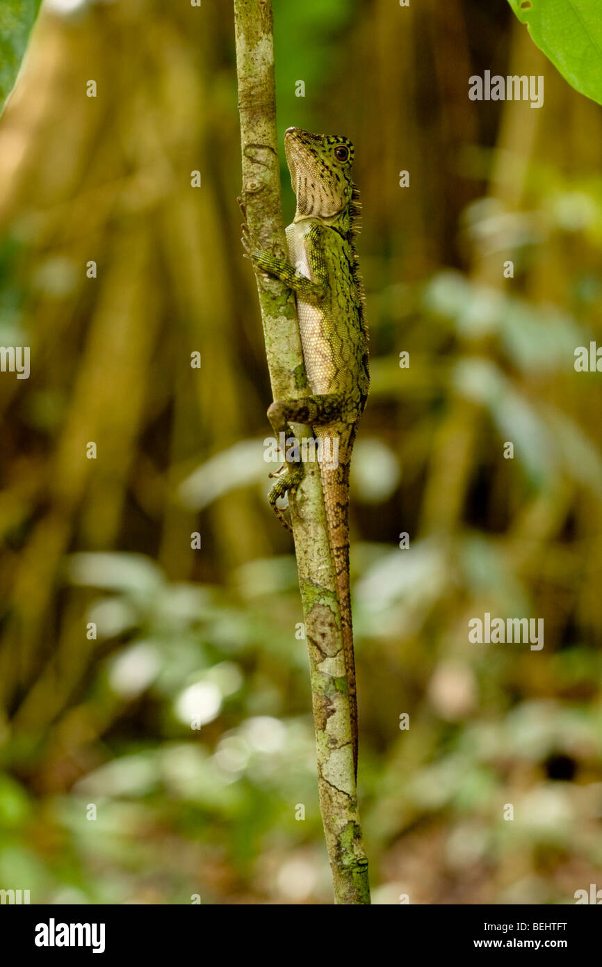 Crested lizard hi-res stock photography and images - Alamy