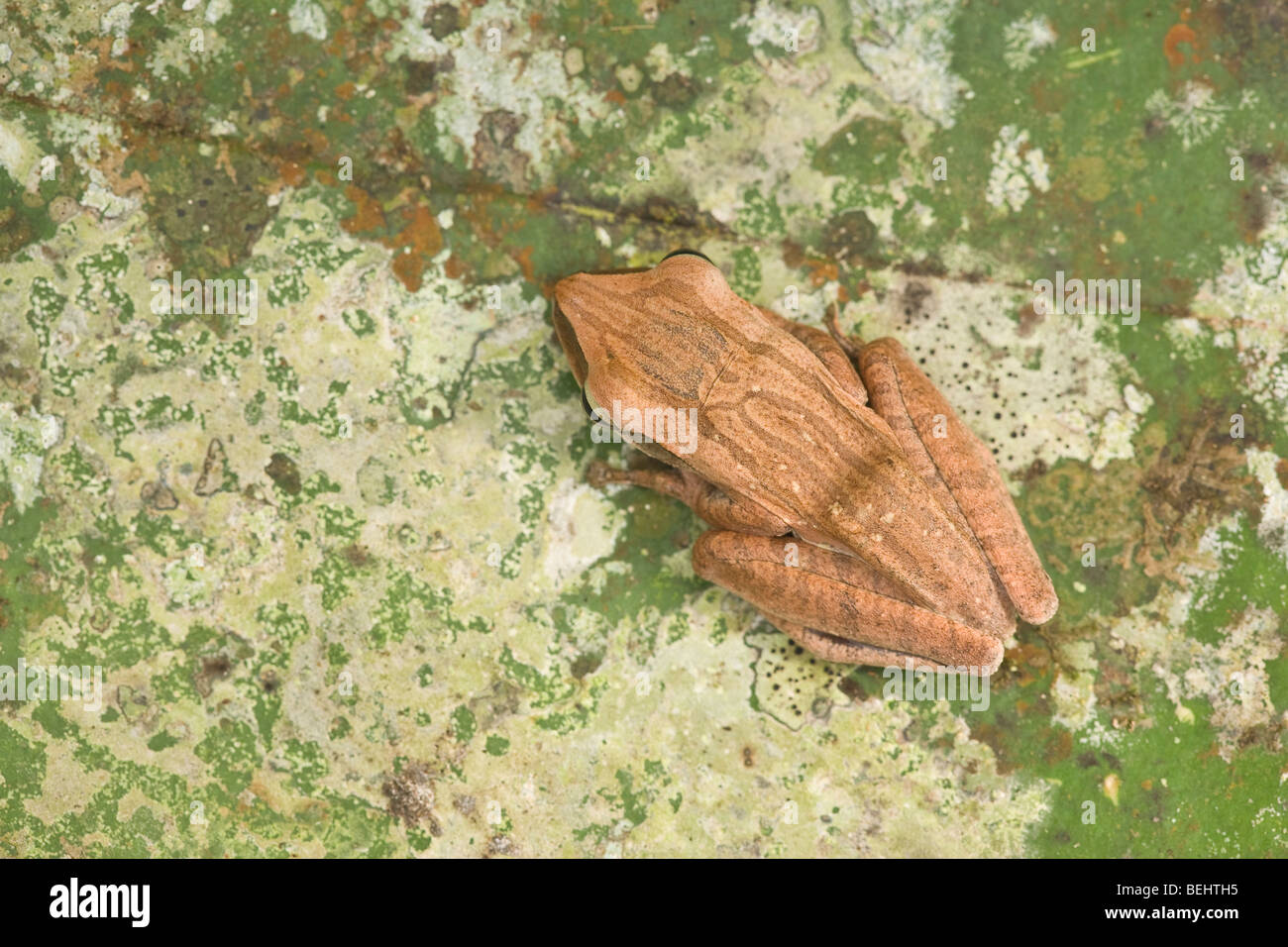 Bako sarawak borneo tree frog hi-res stock photography and images - Alamy