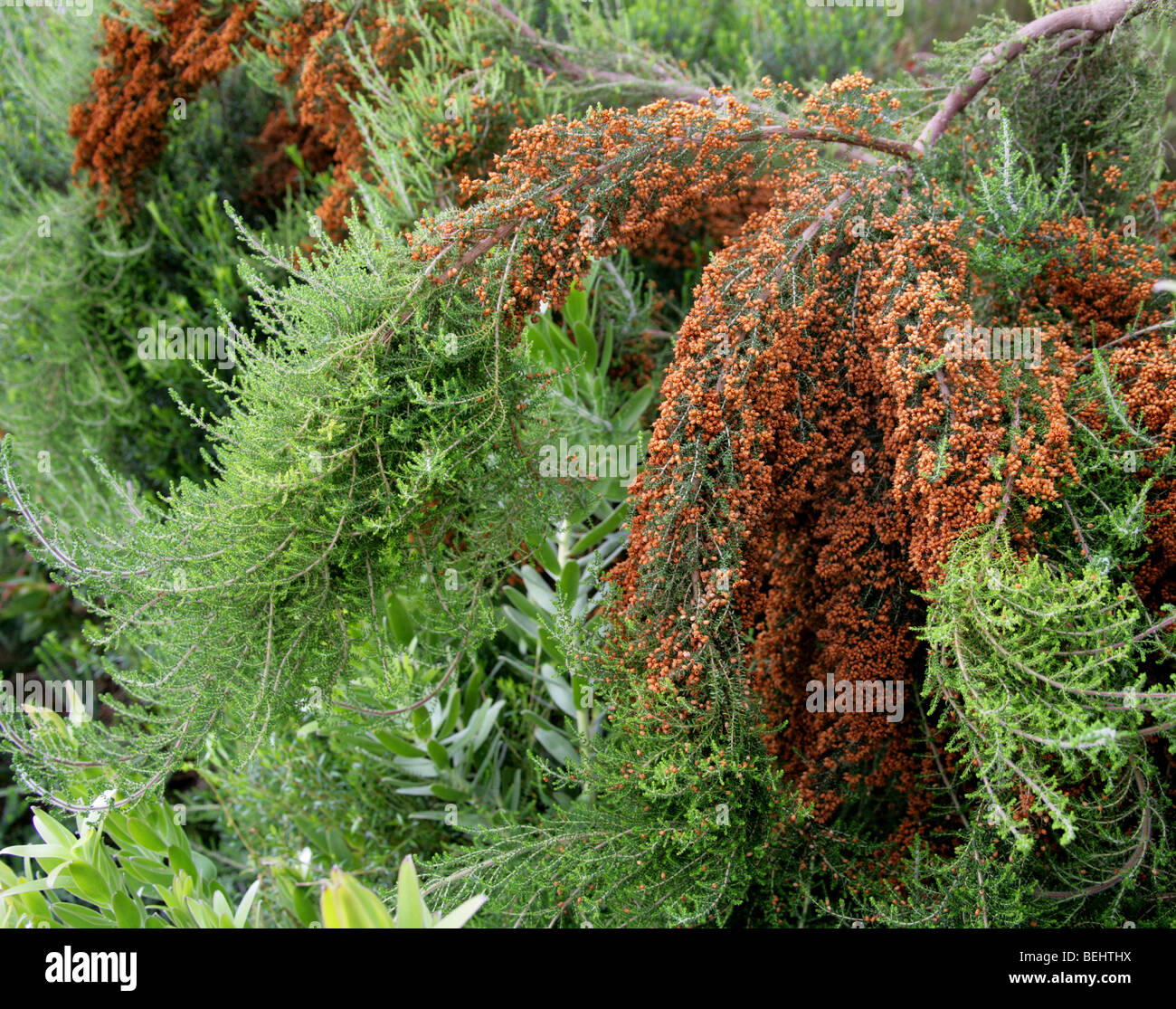 Erica sphaeroidea, syn Erica hirta, Ericaceae, South Africa Stock Photo ...