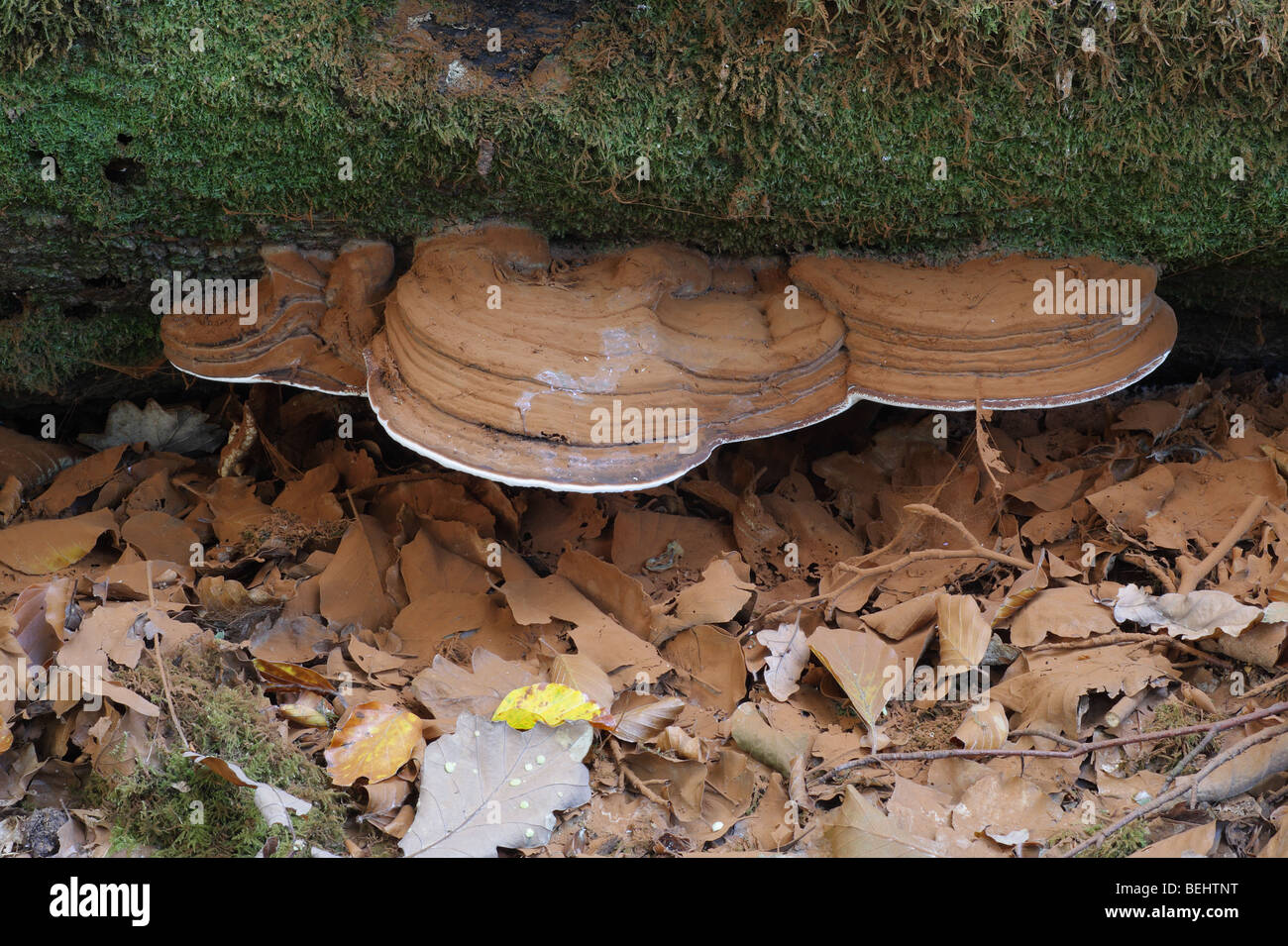 Southern Bracket - Ganoderma australe Stock Photo - Alamy