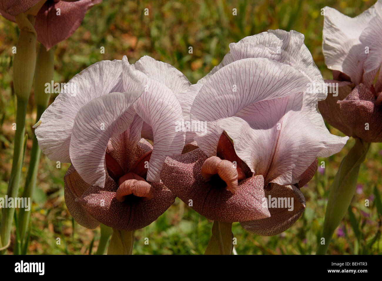 Aril Iris (Iris Samariae) blooming in Samaria Stock Photo - Alamy
