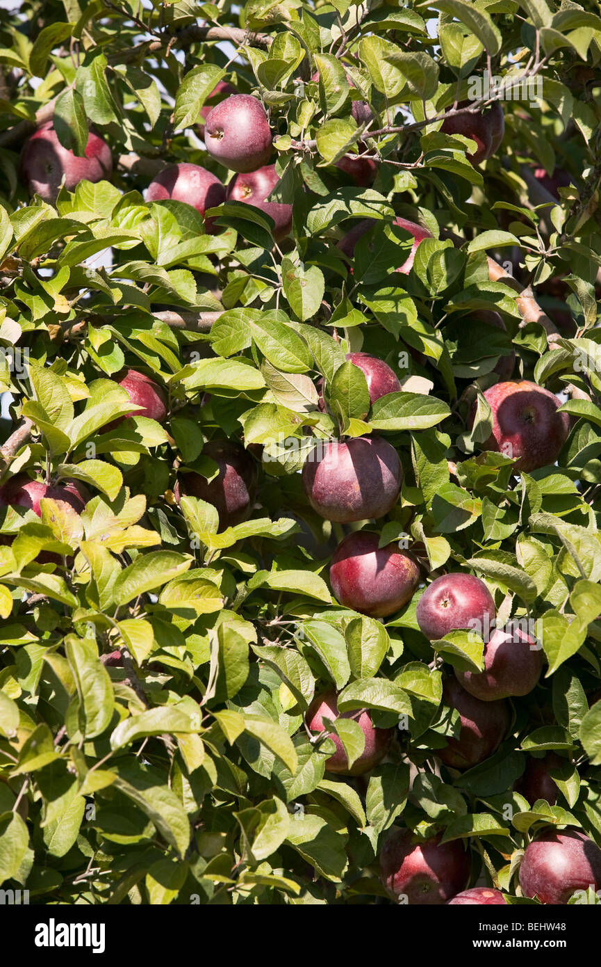 Macoun apple tree hi-res stock photography and images - Alamy