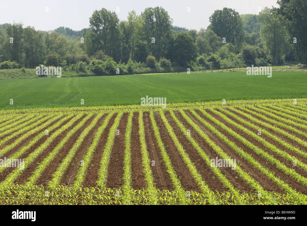 Maize / corn field (Zea mays), Belgium Stock Photo - Alamy