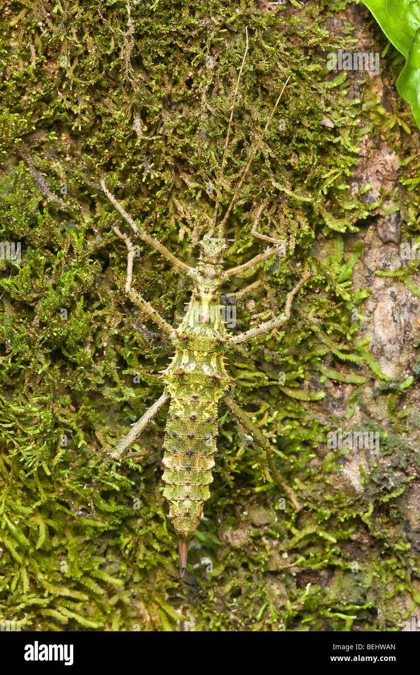 Stick insect camouflage hi-res stock photography and images - Alamy